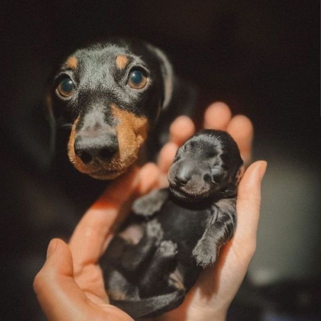 Таксмания • Канал Telegram